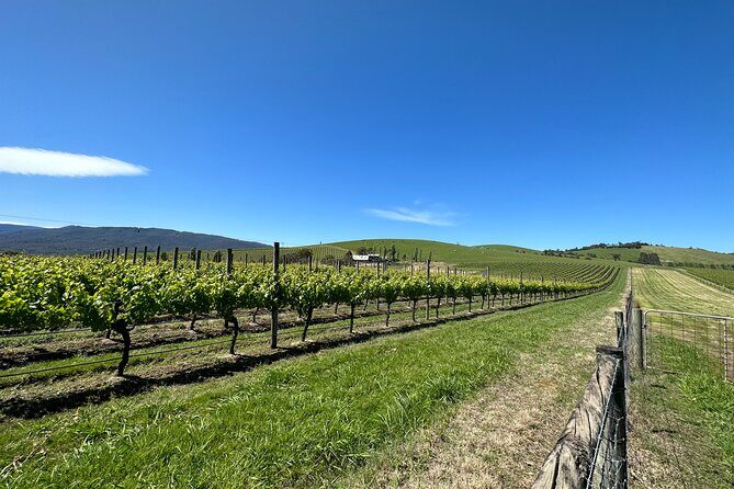 Private Tour: Yarra Valley Wine, Cheese, Bubbles & Chocolaterie - Key Points