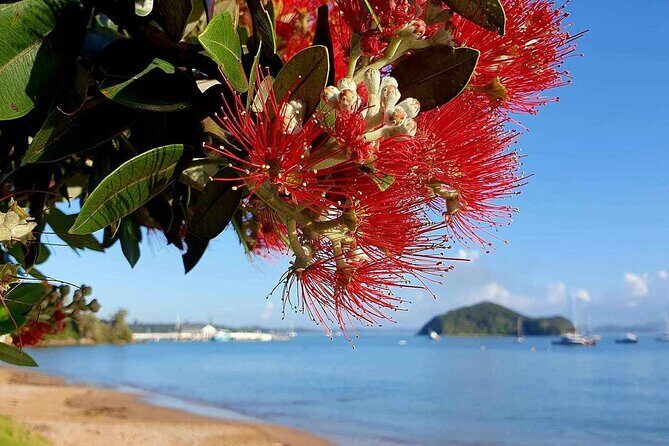 Private Tours in Bay of Islands - Exploring the Private Tours in Bay of Islands: An Honest Review