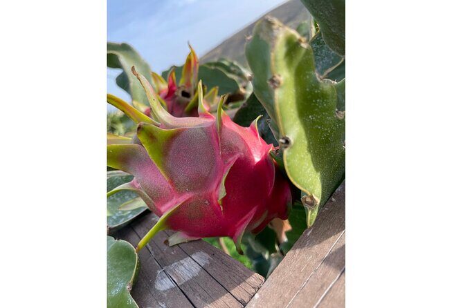 Private Traditional Olive Grove and Dragon Fruit Farm Tour - Experience the Charm of a Traditional Olive Grove and Dragon Fruit Farm in Heraklion