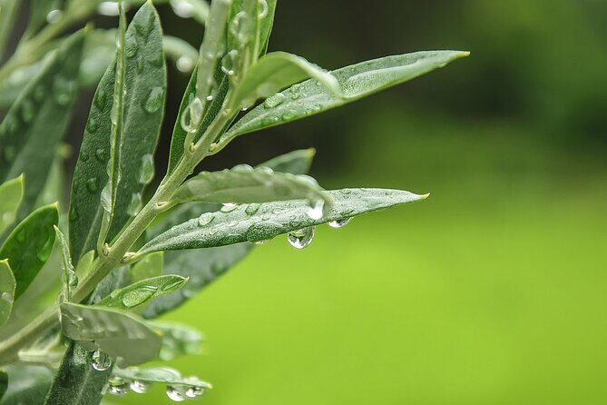 Private Traditional Olive Grove and Dragon Fruit Farm Tour - A Closer Look at the Tour Itinerary