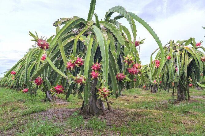 Private Traditional Olive Grove and Dragon Fruit Farm Tour - Who Will Enjoy This Tour?