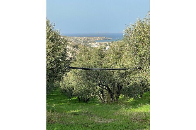 Private Traditional Olive Grove and Dragon Fruit Farm Tour - Final Thoughts