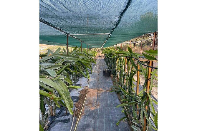 Private Traditional Olive Grove and Dragon Fruit Farm Tour - FAQ