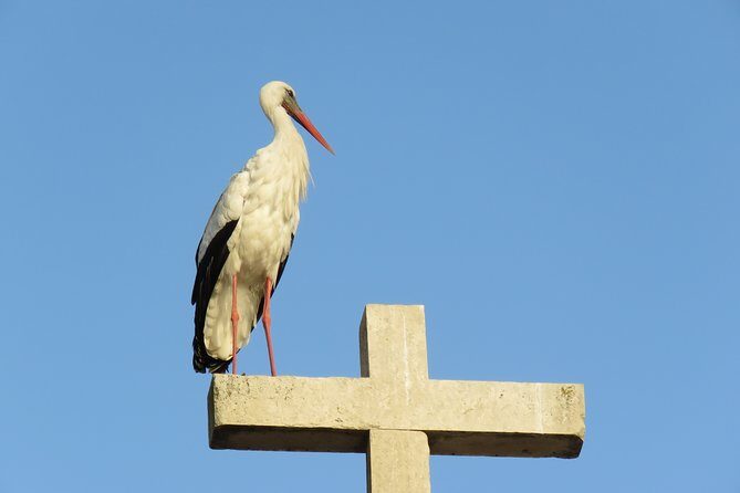 Private Transfer From Faro Airport to Albufeira (up to 4 pax) - The Sum Up  