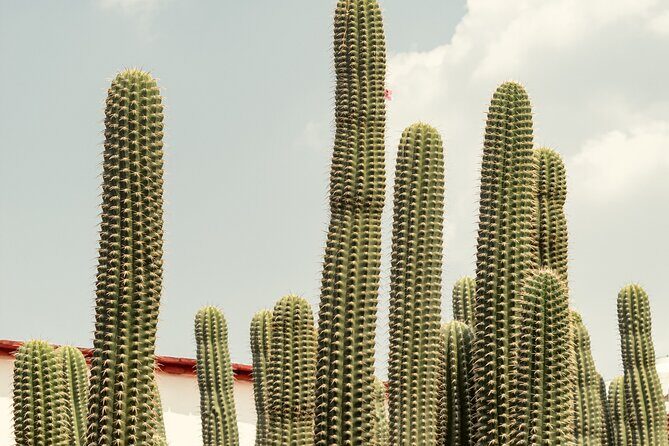 Private Transfer from San Miguel de Allende to Mexico City - Vehicle Options and Practicalities