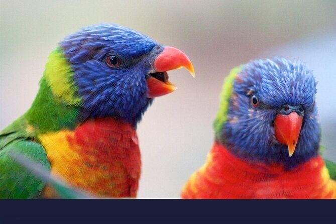 Private Transfers From Brisbane to Gold Coast - In-Depth Look at the Private Transfer Experience