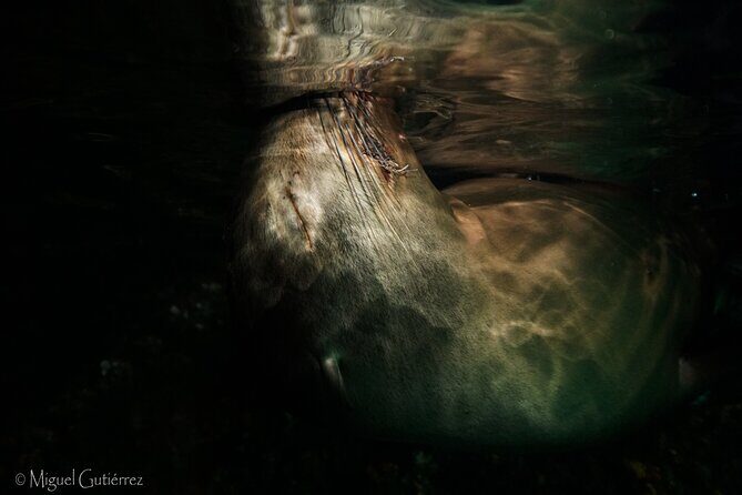 Private Trip Espiritu Santo Island - A Deep Dive into the Espiritu Santo Island Private Tour