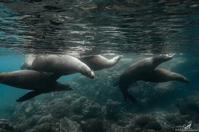 Private Trip Espiritu Santo Island - Who Is This Tour Best For?