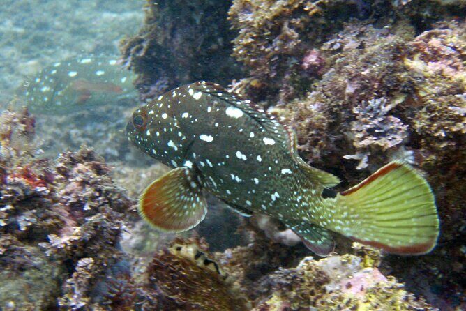 Private trip: snorkeling at Los Arcos & Colomitos beach - FAQ