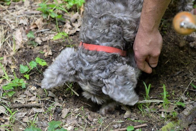 Private Truffle Hunting in Chianti from Florence - Exploring the Itinerary in Detail