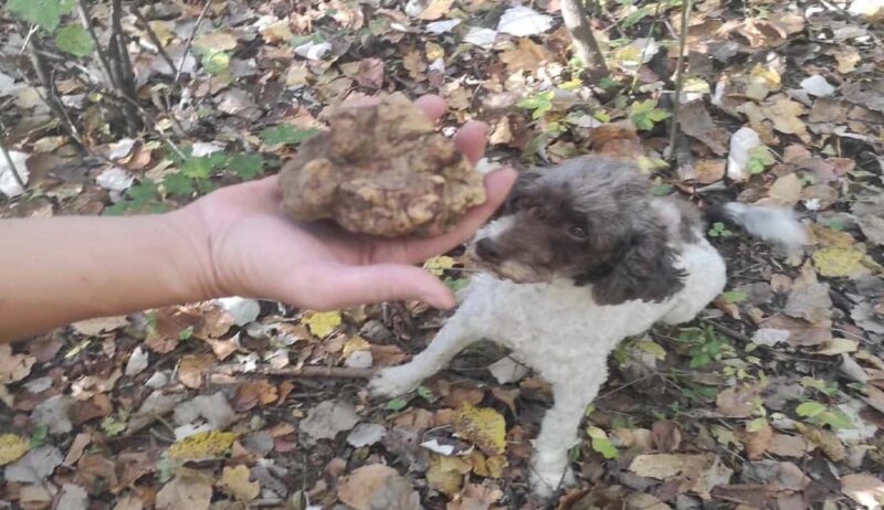 Private TruffleHunting Tour from Belgrade  Lunch with Wine - FAQ