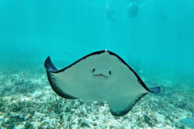 Private Tulum mayan ruins & Snorkel with Turtles in Akumal Adventure - Practical Aspects & Tips