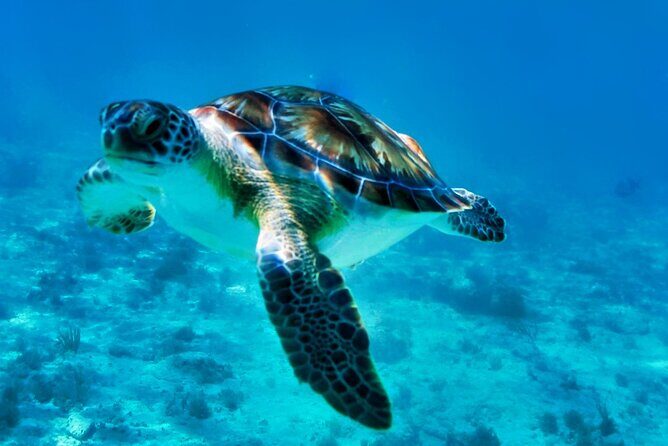 Private Tulum Mayan Ruins & Swimming with Turtles Experience - Who Will Love This Tour?