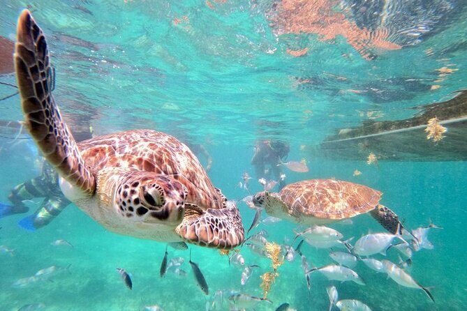 Private Tulum Ruins, Akumal Turtle Snorkel, and Cenote Tour - Whats Included and What to Keep in Mind  