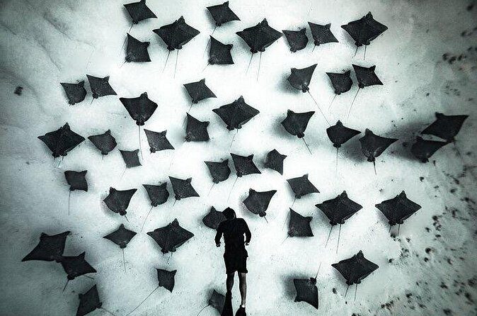 Private Turtle and Ray Tour Rarotonga - Frequently Asked Questions