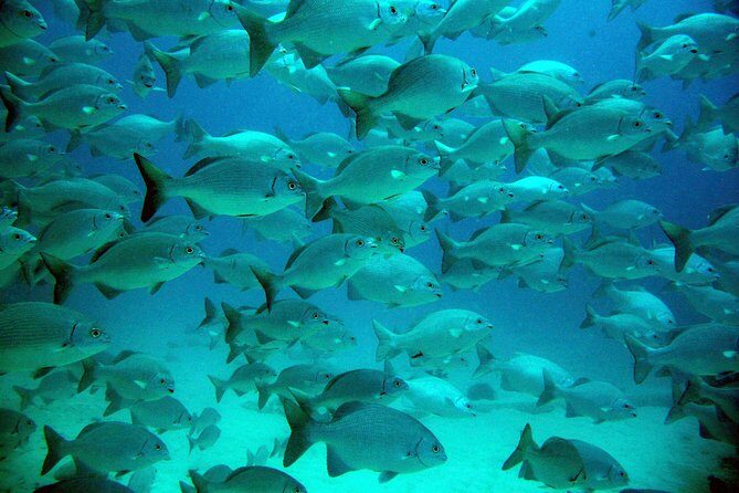 Private Turtle Discovery in Akumal - FAQ