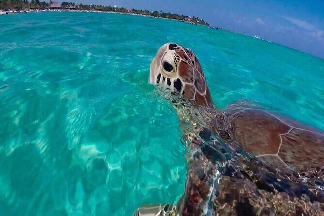 Private Turtle encounter + Cenote Adventure! Express Tour - An In-Depth Look at the Experience