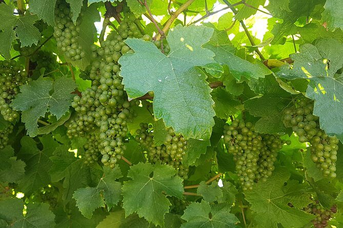 Private Txakoli Wine Tour through the Coast from San Sebastian - A Deep Dive into the Experience