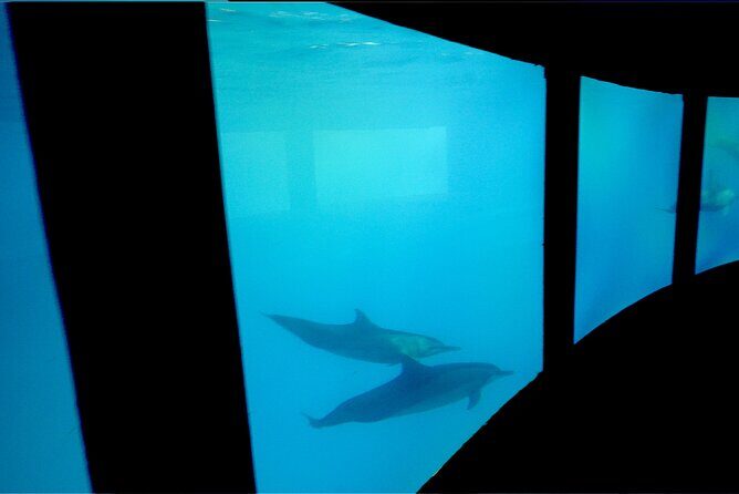 Private Underwater Excursion in the Bora Bora Lagoon - Why Choose This Tour?