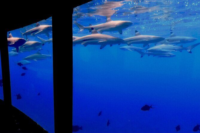 Private Underwater Excursion in the Bora Bora Lagoon - The Sum Up