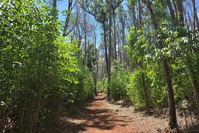 Private Upcountry Hiking Tour - The Itinerary: What to Expect on Your Maui Forest Adventure