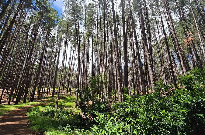 Private Upcountry Hiking Tour - The Sum Up: Who Is This Tour Best For?