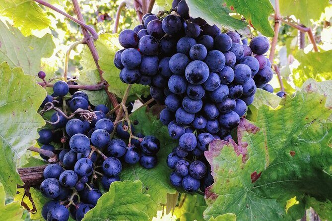 Private Vienna Woods Wine Tour - The Sum Up