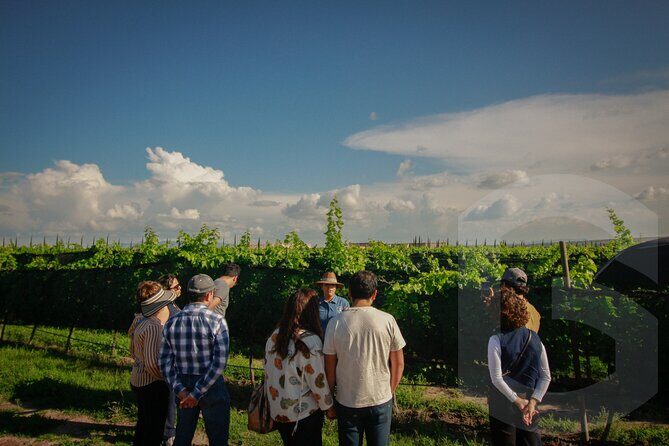 Private Vineyard and Wine Testing Tour From Guanajuato - Authentic Experiences and Hidden Gems