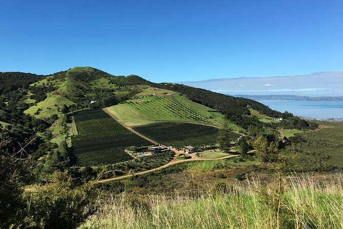 Private Vineyard Bush Walk Tour in Waiheke Island - Key Points