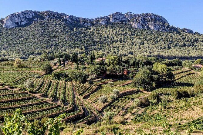 Private Vineyard Tour and Wine Tasting in Bandol - A Closer Look at the Private Vineyard Tour and Wine Tasting in Bandol