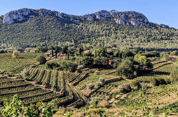 Private Vineyard Tour and Wine Tasting in Bandol - Final Thoughts