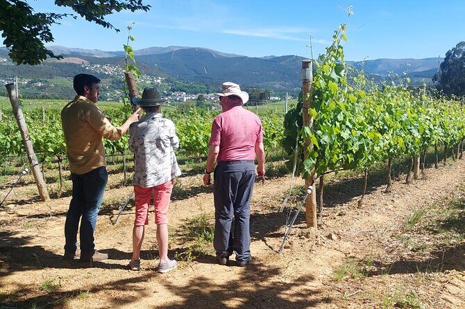 Private Vinho Verde Wine Tour from Porto with Lunch & Tastings - Key Points