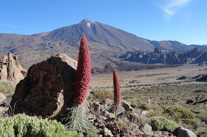 Private VIP Tour Tenerife Magic Circle - Transportation and Guides