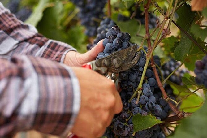 Private visit to the cellars of Etna with wine tasting - What Makes This Tour Stand Out?