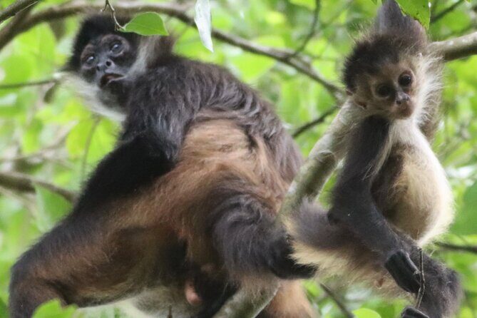 Private VW Beetle Tour to See Mexican Birds, Turtles & Monkeys - Exploring Cancun’s Wildlife in Style: Private VW Beetle Tour to See Mexican Birds, Turtles & Monkeys