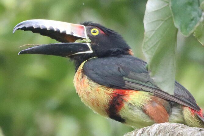 Private VW Beetle Tour to See Mexican Birds, Turtles & Monkeys - Key Points