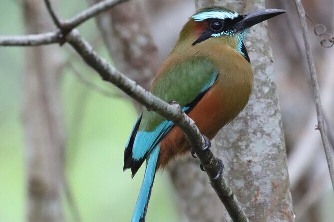 Private VW Beetle Tour to See Mexican Birds, Turtles & Monkeys - Transport, Timing, and Flexibility