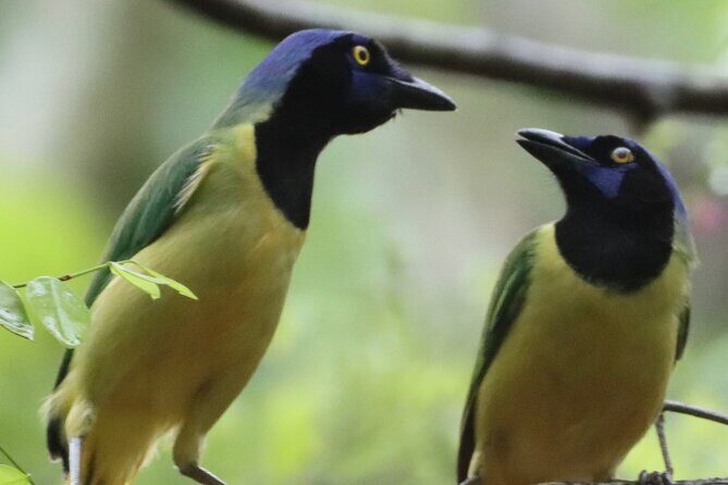 Private VW Beetle Tour to See Mexican Birds, Turtles & Monkeys - Who Will Love This Tour?