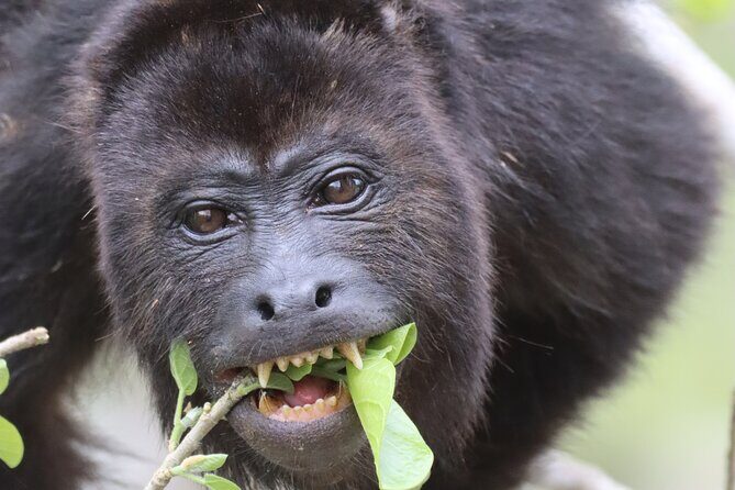 Private VW Beetle Tour to See Mexican Birds, Turtles & Monkeys - FAQs