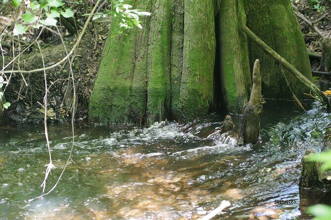 Private Walking Tour to St. John's Botanical Garden - Authentic Experiences & Visitor Insights