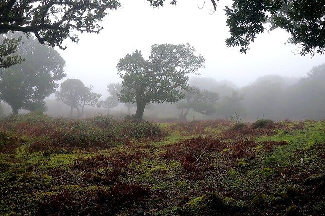 Private West Tour to Porto Moniz Pools and Fanal Forest - The Sum Up