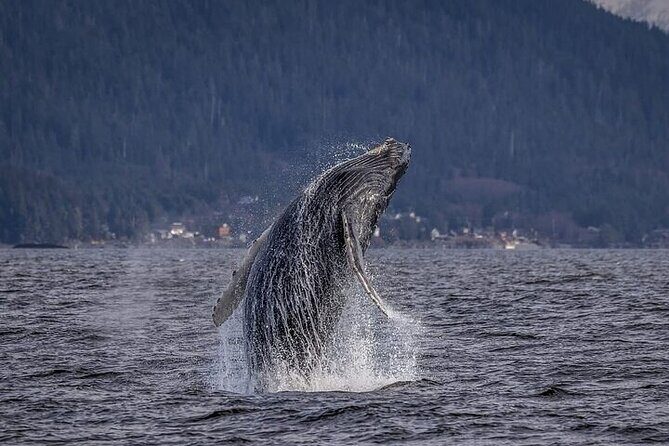 Private Whale and Wildlife Viewing - Introduction: A Unique Marine Wildlife Experience in Hoonah