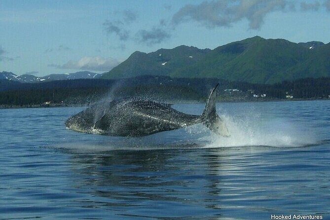 Private Whale and Wildlife Viewing - What to Expect from the Private Whale and Wildlife Viewing Tour