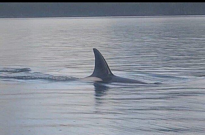 Private Whale and Wildlife Viewing - Who Would Love This Tour?