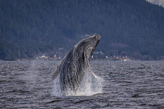 Private Whale and Wildlife Viewing - Final Thoughts: Is This Tour for You?