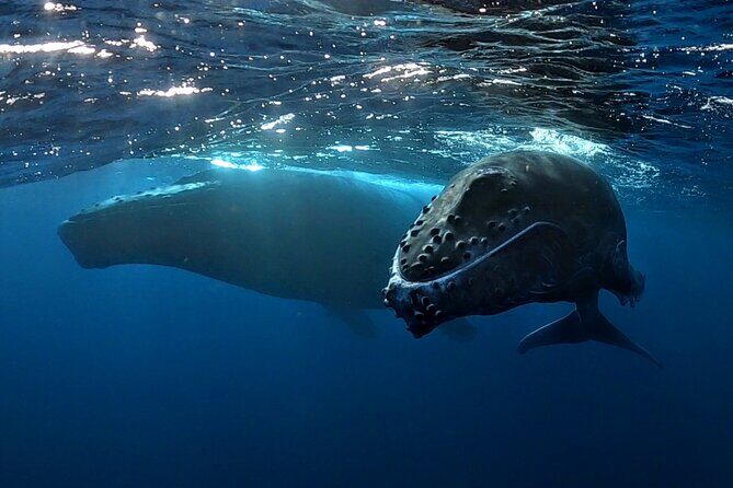 Private Whale Outing on the Tahiti Peninsula - Private Whale Outing on the Tahiti Peninsula: An Authentic Marine Adventure