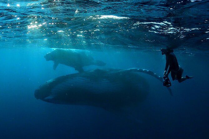 Private Whale Outing on the Tahiti Peninsula - A Closer Look at the Experience