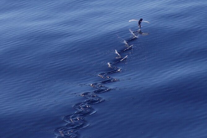 Private Whale Outing on the Tahiti Peninsula - Final Thoughts