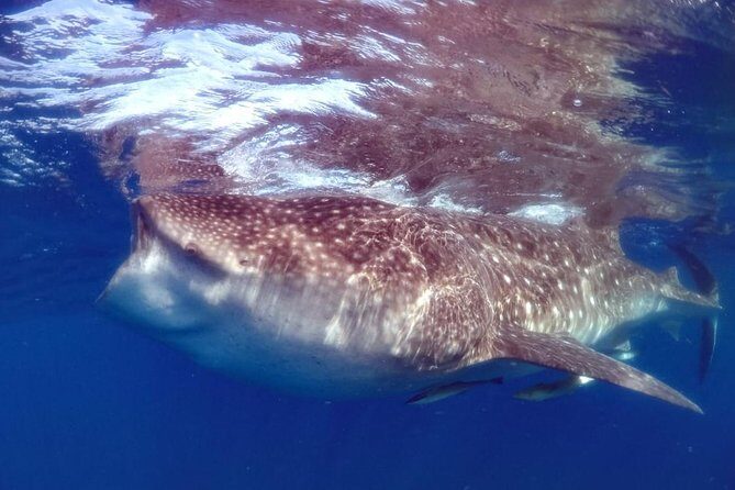 Private Whale shark Ecofriendly tour from Cancun - An Overview of the Tour Experience