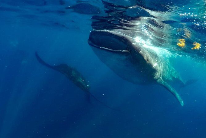 Private Whale shark Ecofriendly tour from Cancun - Why This Tour Works Well